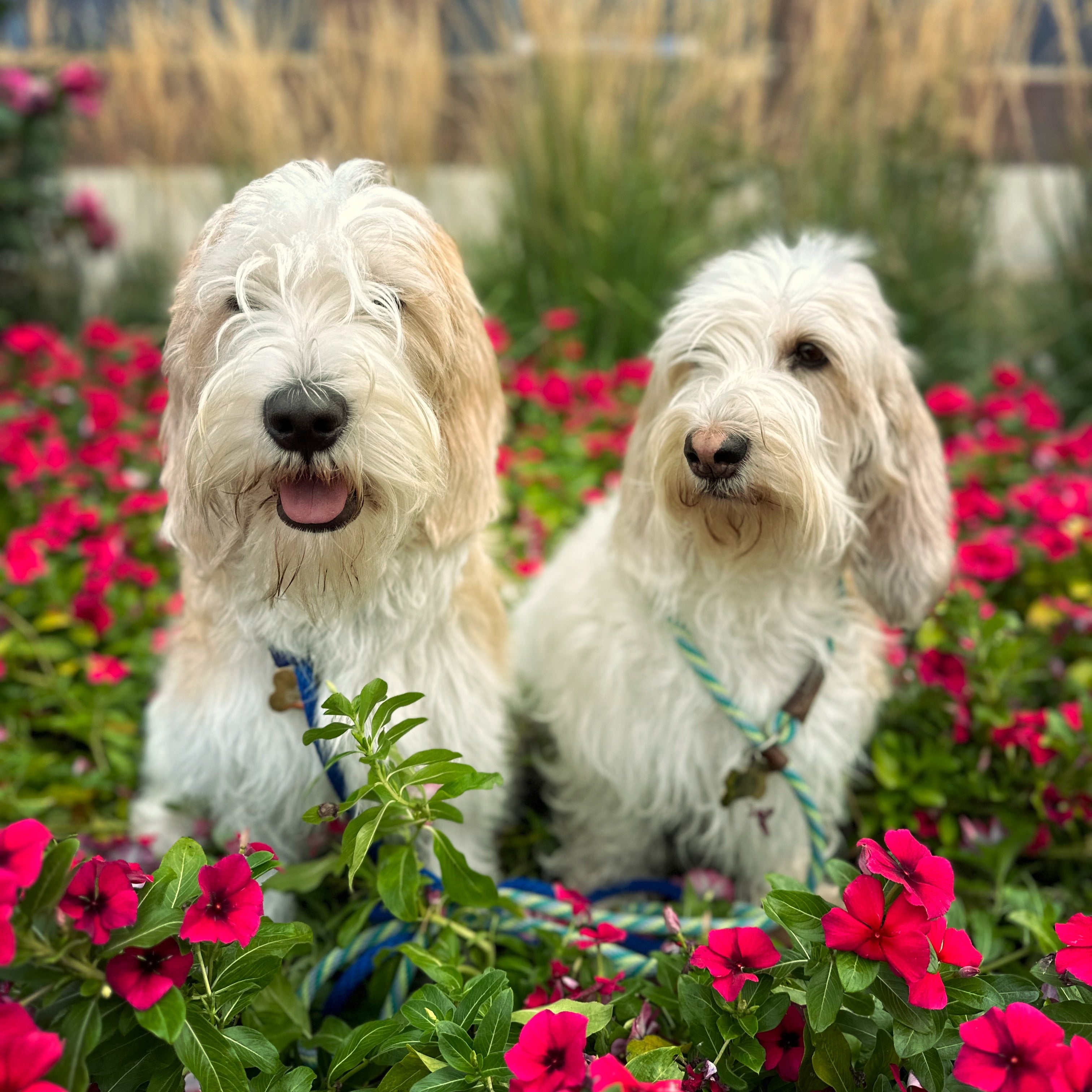 Products – The Golden Hound Goods